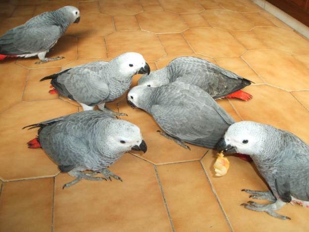 Gray Breeders Foundation